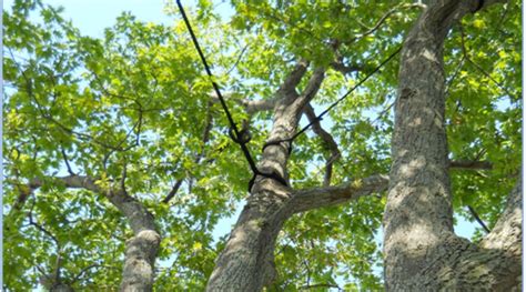 Tree Cabling And Bracing Explained A Comprehensive Faqs Guide