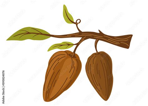 Chocolate Cocoa Beans Branch With Cocoa Beans And Leaves Perfect For Printing Groceries
