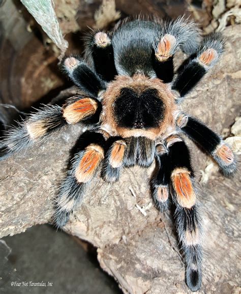 Mexican Red Knee Tarantula Molting