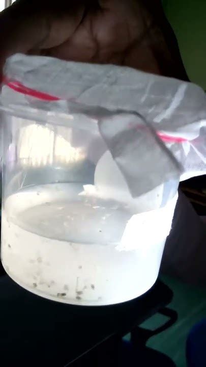 Negative Phototropism Youtube