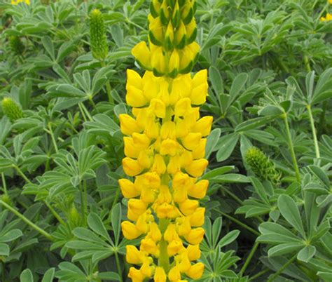 Yellow Lupine Flower