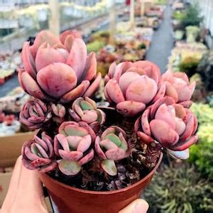 Echeveria Suyon Rare Live Succulent Etsy