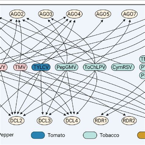 different host and virus lead to diverse rnai components expression