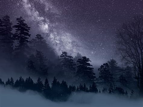 숲 밤 별 Pixabay의 무료 이미지