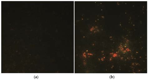 Mitochondria Targeted Curcumin A Potent Antibacterial Agent Against
