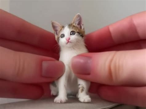 ai squish effect generate squish it ai videos for free pollo ai