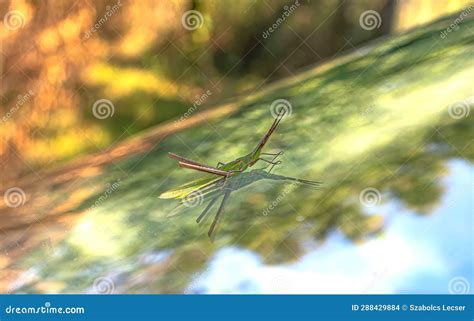 Cone Headed Grasshopper Acrida Ungarica On A Reflective Glass Surface