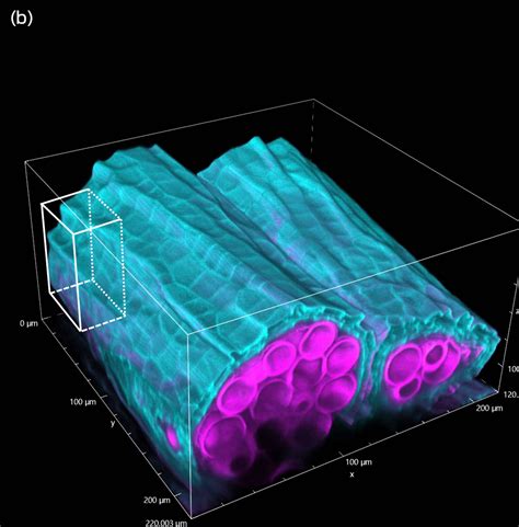 High Resolution Macro To Micro 3d Observation Of Cleared Rice Anthers