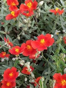 How To Prune Common Rock Rose Henfield Brilliant
