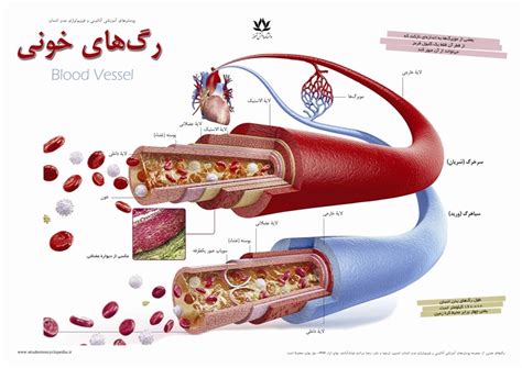 پوستر آموزشی رگ های خونی پوسترهای آموزشی دانشنامه دانش‌آموز
