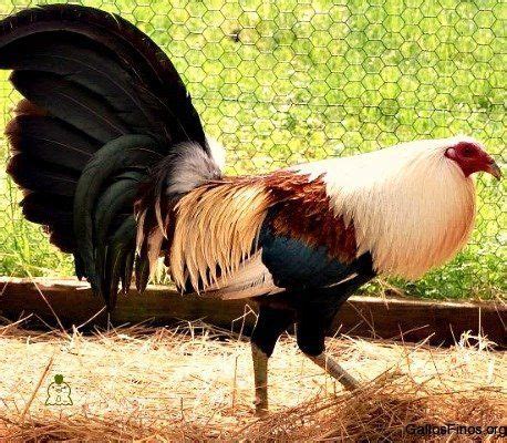 Grey Fighting Rooster