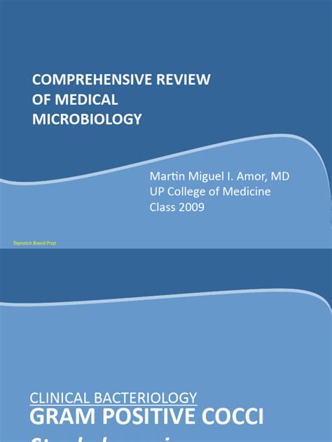 Microbiology Lec 2 Clinical Bacteriology Gram Positive Cocci Pdf Streptococcus