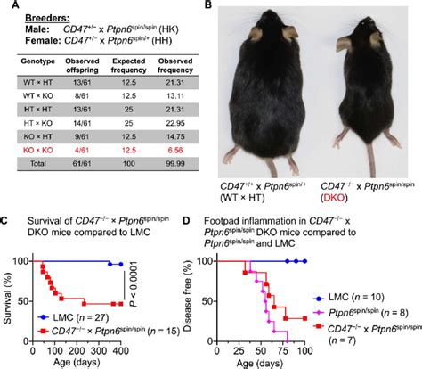 Cd47 − − × Ptpn6 Spin Spin Dko Mice Are Not Born At An Expected