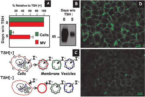 Tsh Effects On Nis Expression And Function In Thyroid Cells A I Download Scientific Diagram