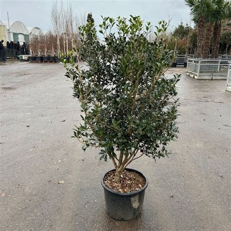 Buy Osmanthus Heterophyllus Multi Stems Architectural Plants