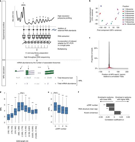 Isoform Resolved Mrna Profiling Of Ribosome Load Defines Interplay Of Hif And Mtor Dysregulation