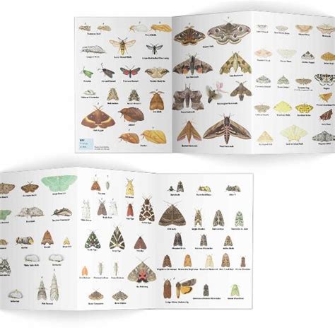 Moths Identifier Chart Rspb Id Spotlight Series Wildlife Charts