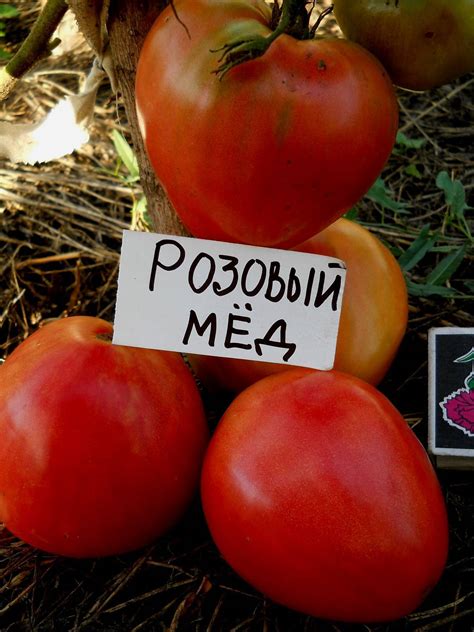 Помидоры «розовый мёд»: описание и характеристика сорта, особенности ...