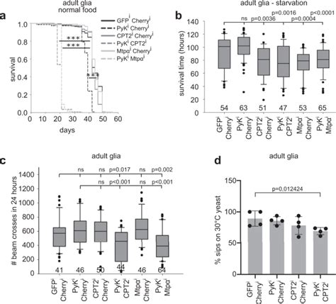 糖酵解受损的果蝇神经胶质细胞通过 β 氧化促进神经代谢 Nature Communications X Mol