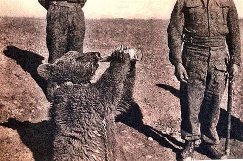 Wojtek The 500 Pound Syrian Brown Bear Who Fought In World War Ii