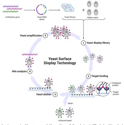 figure 4 from development of recombinant antibody by yeast surface