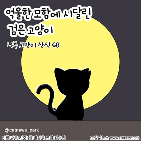 박상욱 블랙캣 야옹이신문 고양이뉴스 편집장 고양이상식 고양이가 창문 밖을 바라보는 이유 고양이는 창밖 구경하는