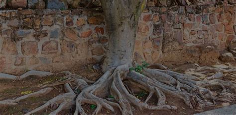 Dallas Tree Root Barrier Installation Services