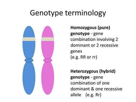 Short Definition Of Genotype At Douglas Wilder Blog