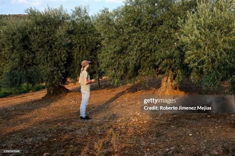 Woman Counting Olive Trees Foto De Stock Getty Images