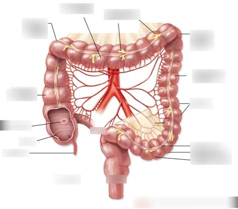 Large Intestine Diagram Quizlet