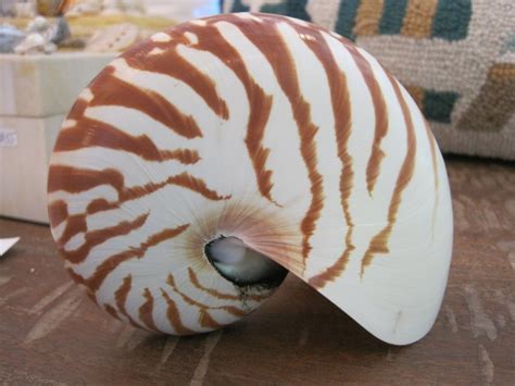 Natural Nautilus Shell Large Nautilus Coastal Home Decor Seashells Beach Wedding Seashell Supply