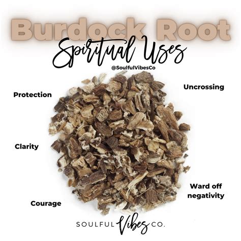 Burdock Root Artofit