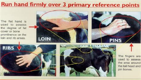 Dairy Body Condition Score Cows Teagasc Agriculture And Food Development Authority