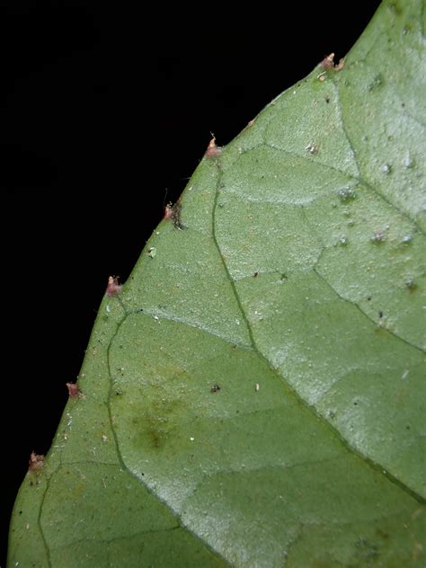 Osmoxylon Araliaceae