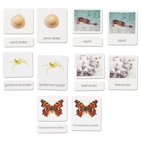 Invertebrates Classification Starter Set Montessori Services