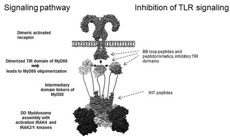 Molecular Model Of Tlr Activation Through The Dimeric Tir Domain Download Scientific Diagram