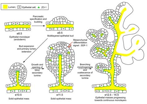 Endocrine Pancreas Development Embryology