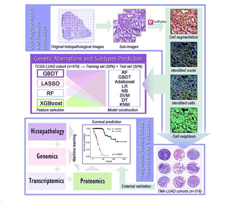 The Flowchart Of Histopathological Image Processing And Data