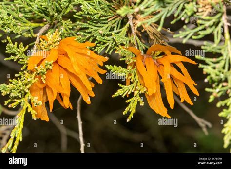 Cedar Apple Rust Gymnosporangium Juniperi Virginianae Stock Photo Alamy