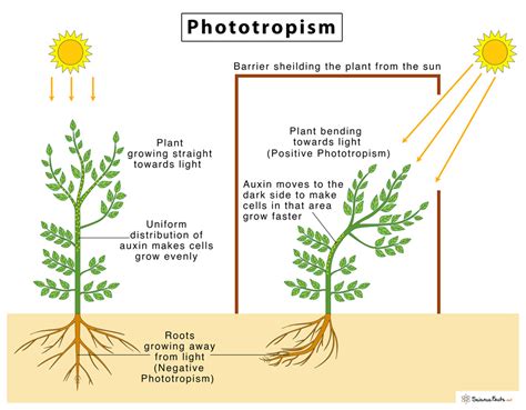 Chemotropism In Plants