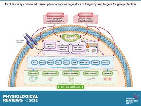 Transcription Factors