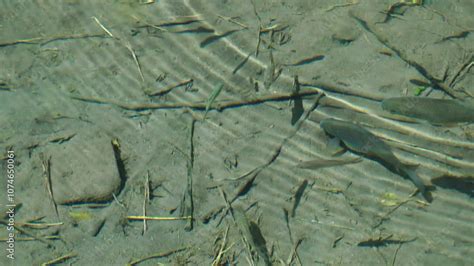 Freshwater Fish Of The Species Tor Douronensis And Barbonymus