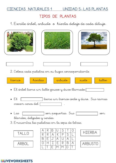 Fichas De Primaria Tipos De Flores