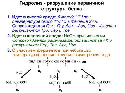 Белки. Переваривание и всасывание - презентация онлайн