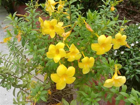 Allamanda Cuidados