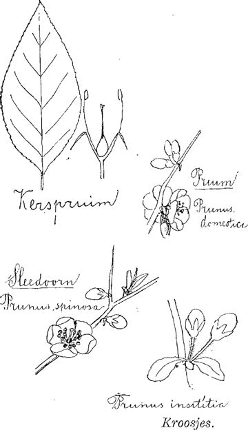 Pruimenfamilie Amygdalaceeën Amygdalaceae Geïllustreerde Flora Van