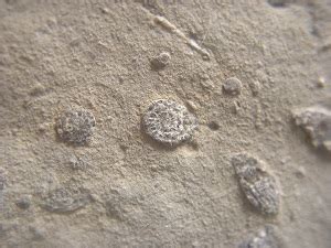 Ssfp Bacteria Fossils Amanda Welch