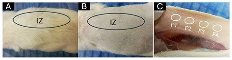 Correction Castro Et Al Biocompatibility Assessment Of Polycaprolactone Polylactic Acid Zinc