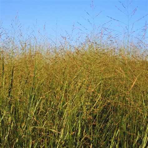Switch Grass Panicum Virgatum Seeds My Health Forward