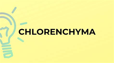 Chlorenchyma